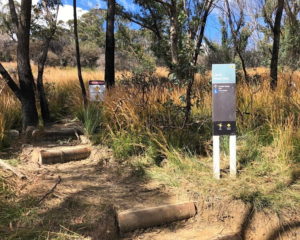Narrow Neck to Castle Head Lookout | Sydney Uncovered