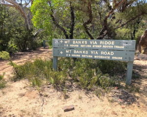 Mount Banks Summit Walk in the Blue Mountains