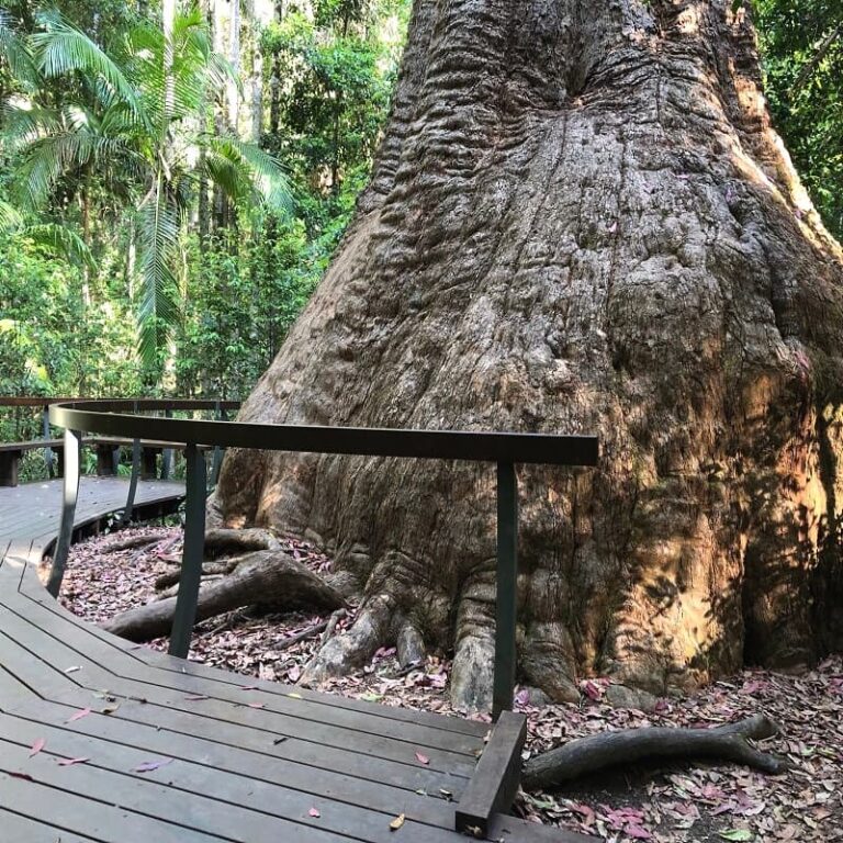 17 Best Things to Do in Port Macquarie